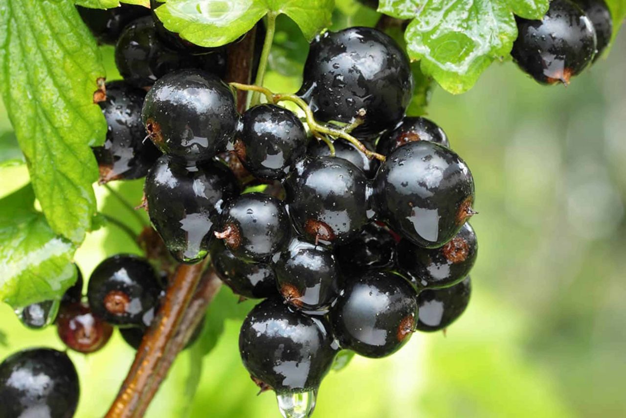 Nos Plantes - PHYT MCE